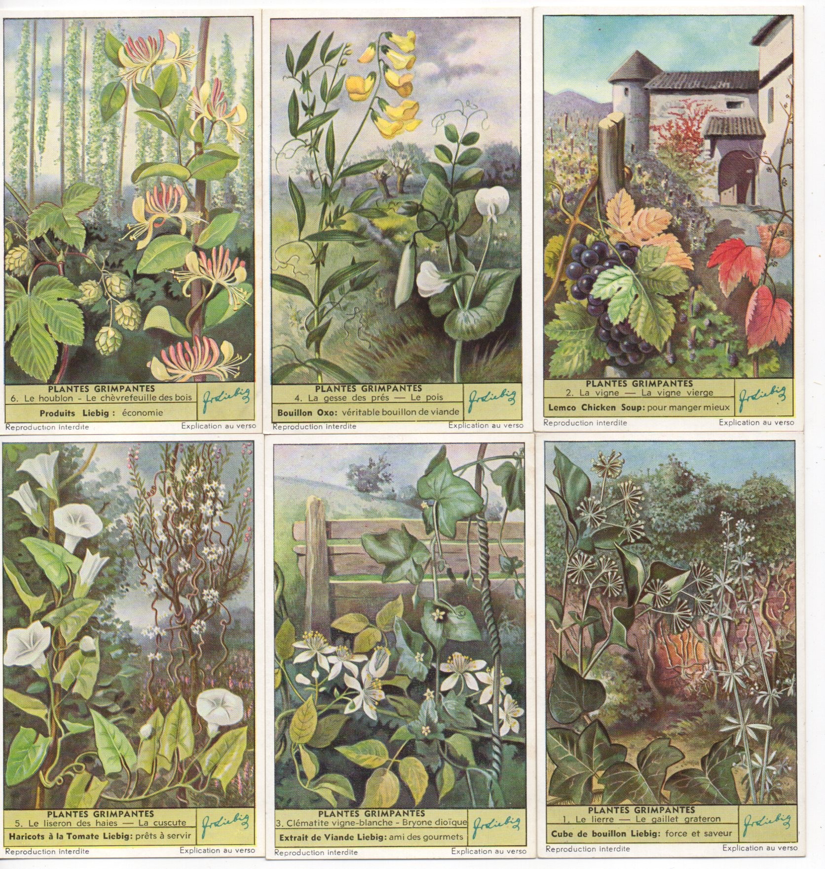 S 1624 / Liebig / Plantes Grimpantes ( Bel ) Mf46700