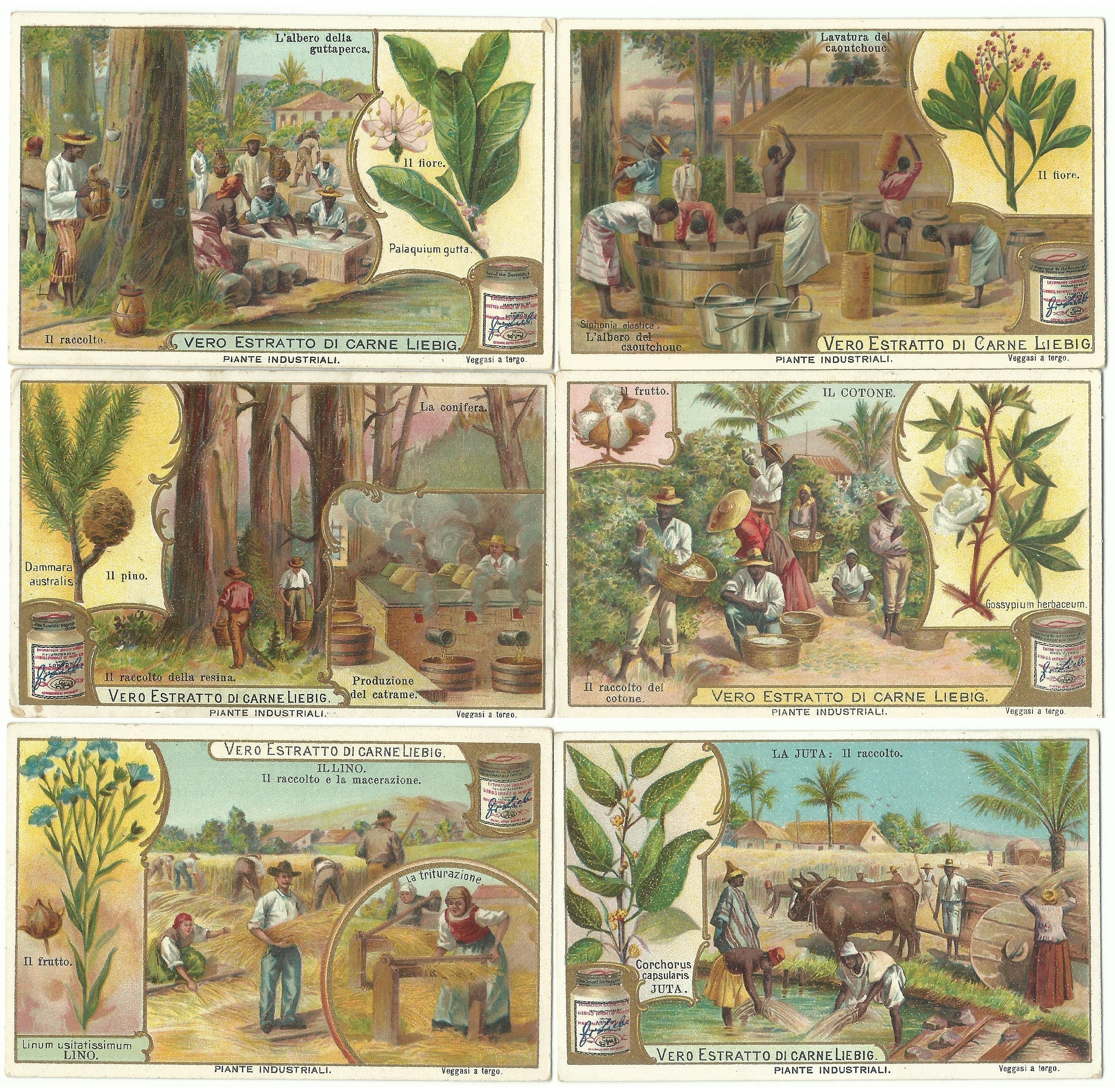 S 0707 / Liebig / Piante Industriali (Ita) 707 Mf44209