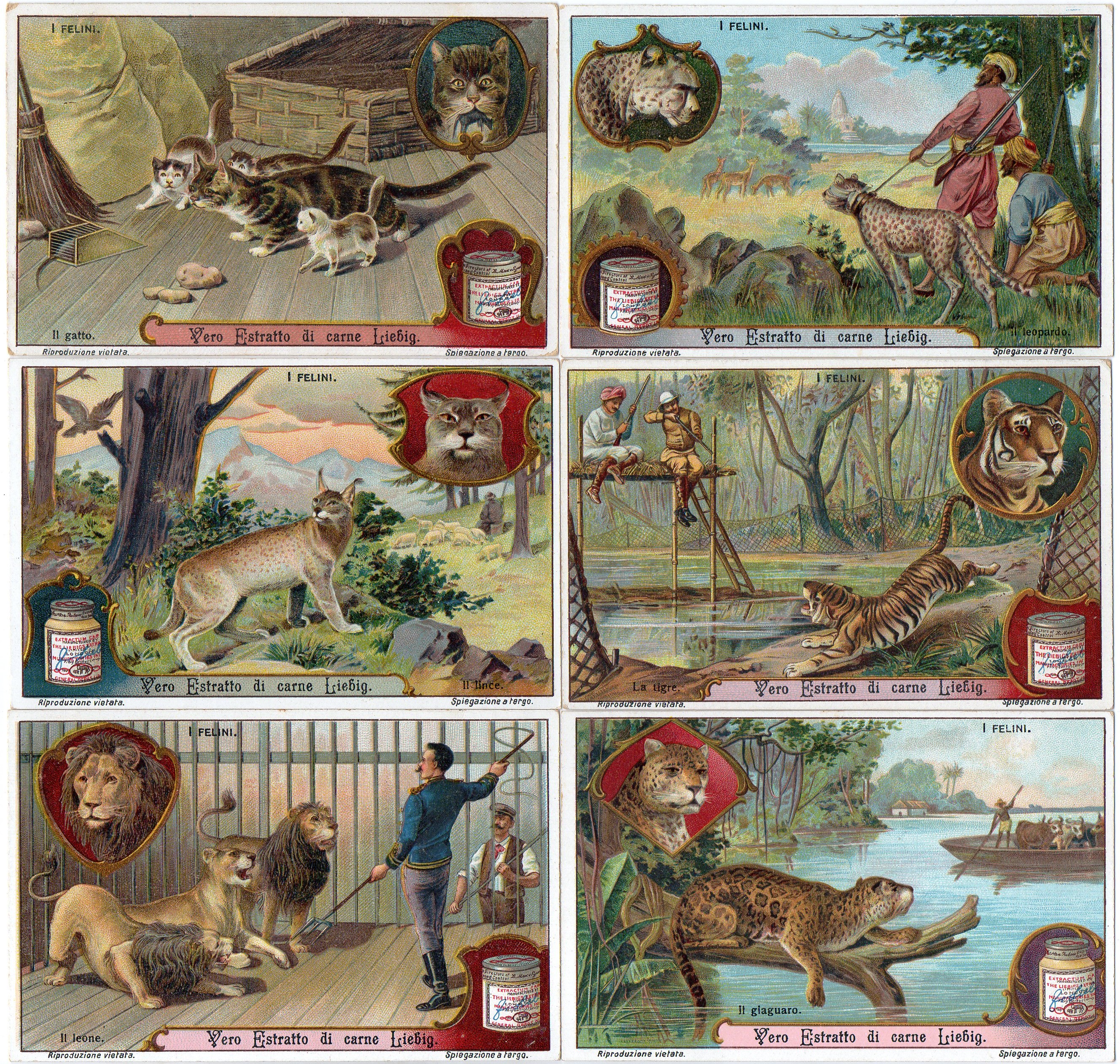 S 1072 / Liebig / I Felini  (Ita) Mf46546